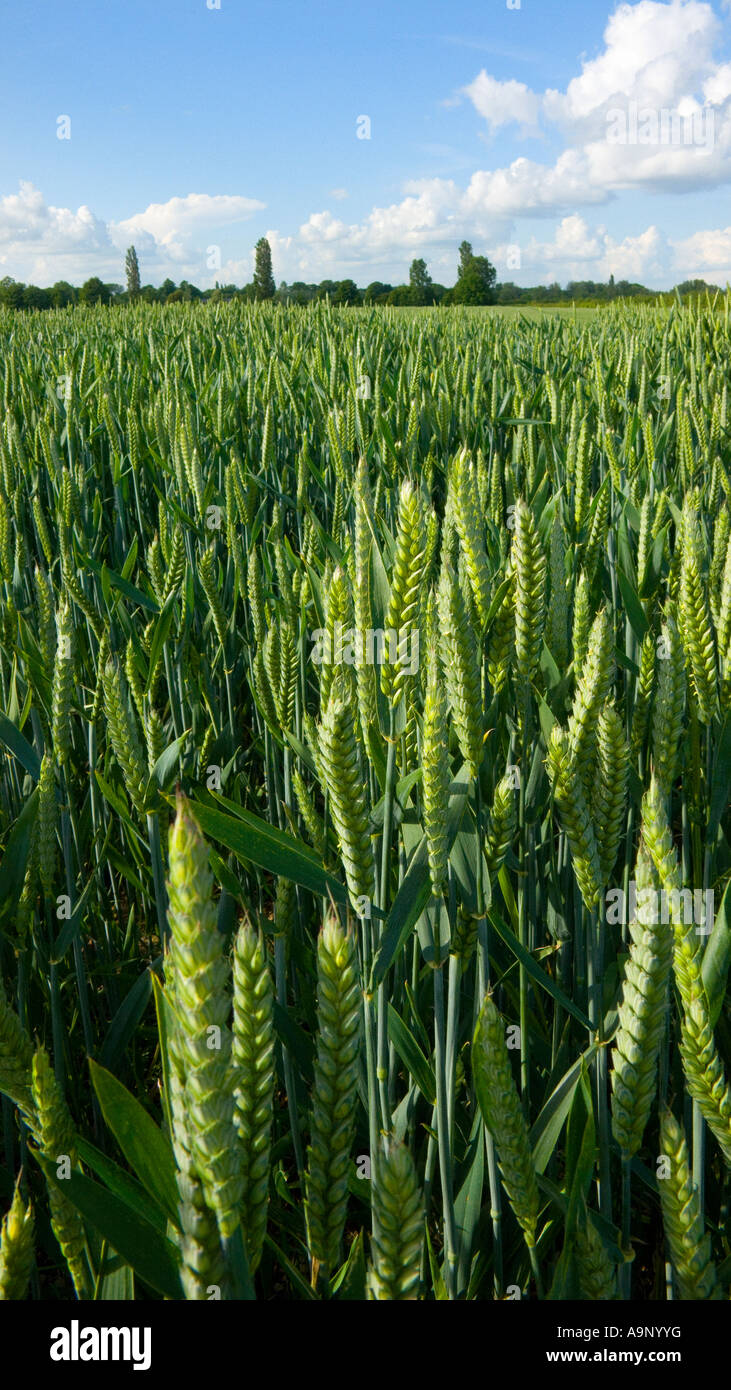 Field of Wheat near Didcot Oxfordshire UK Stock Photo - Alamy
