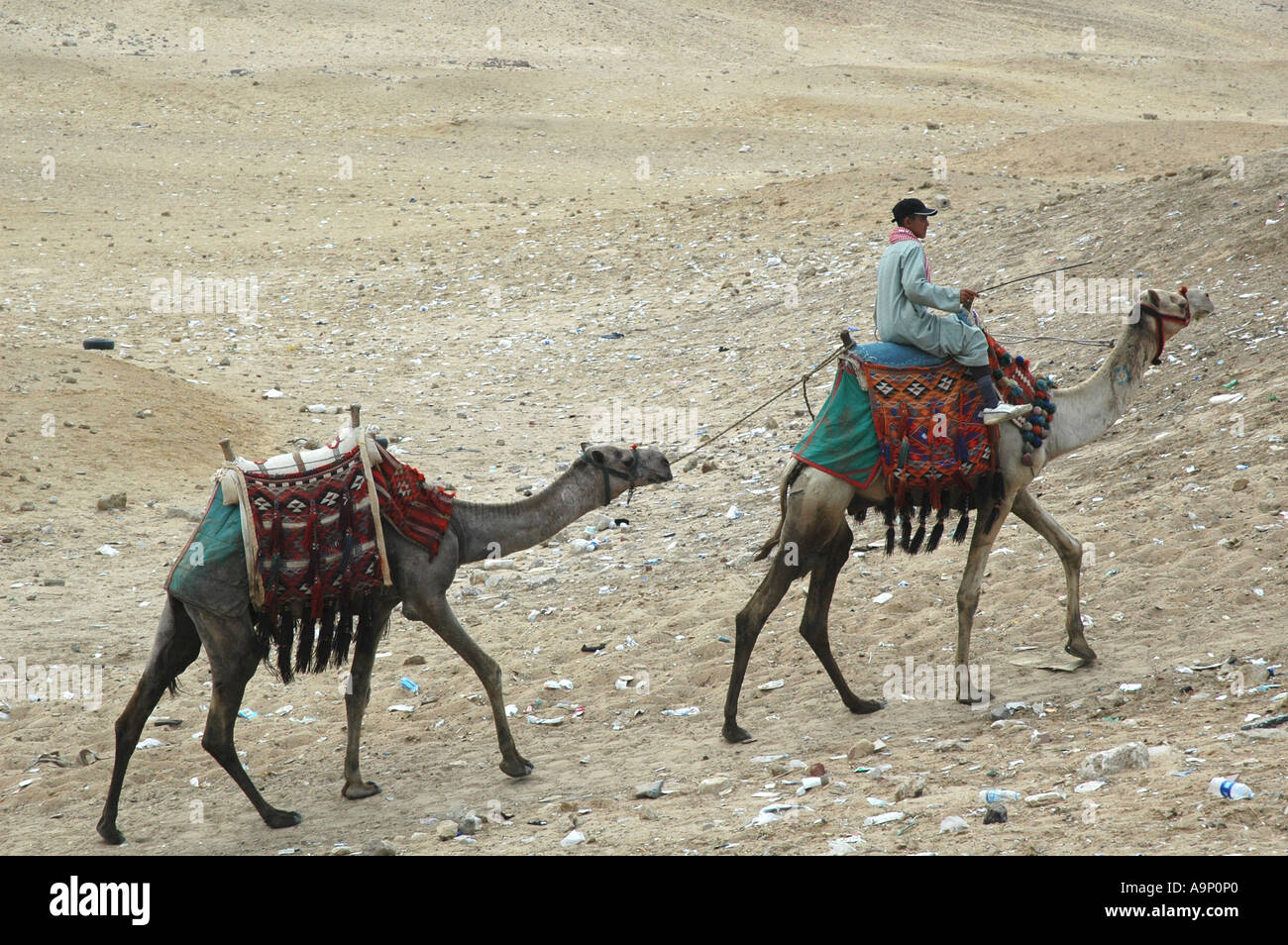 Egyptian Camel Camels Train High Resolution Stock Photography and Images - Alamy