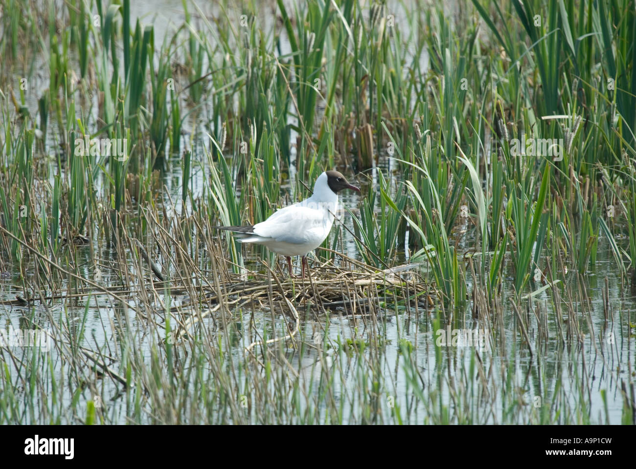 Black headed gulls nesting in wetlands Stock Photo - Alamy