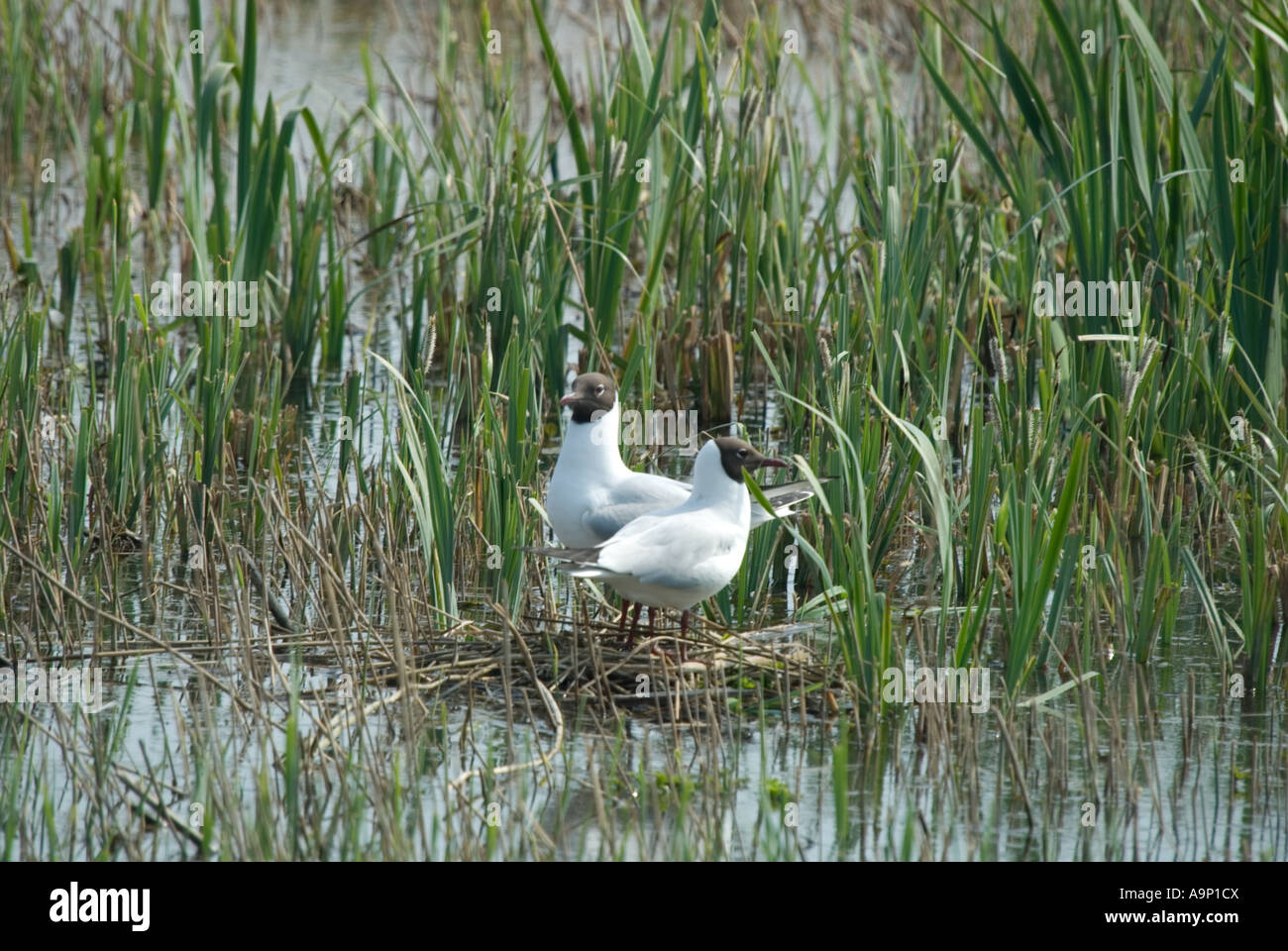 Black headed gulls nesting in wetlands Stock Photo - Alamy