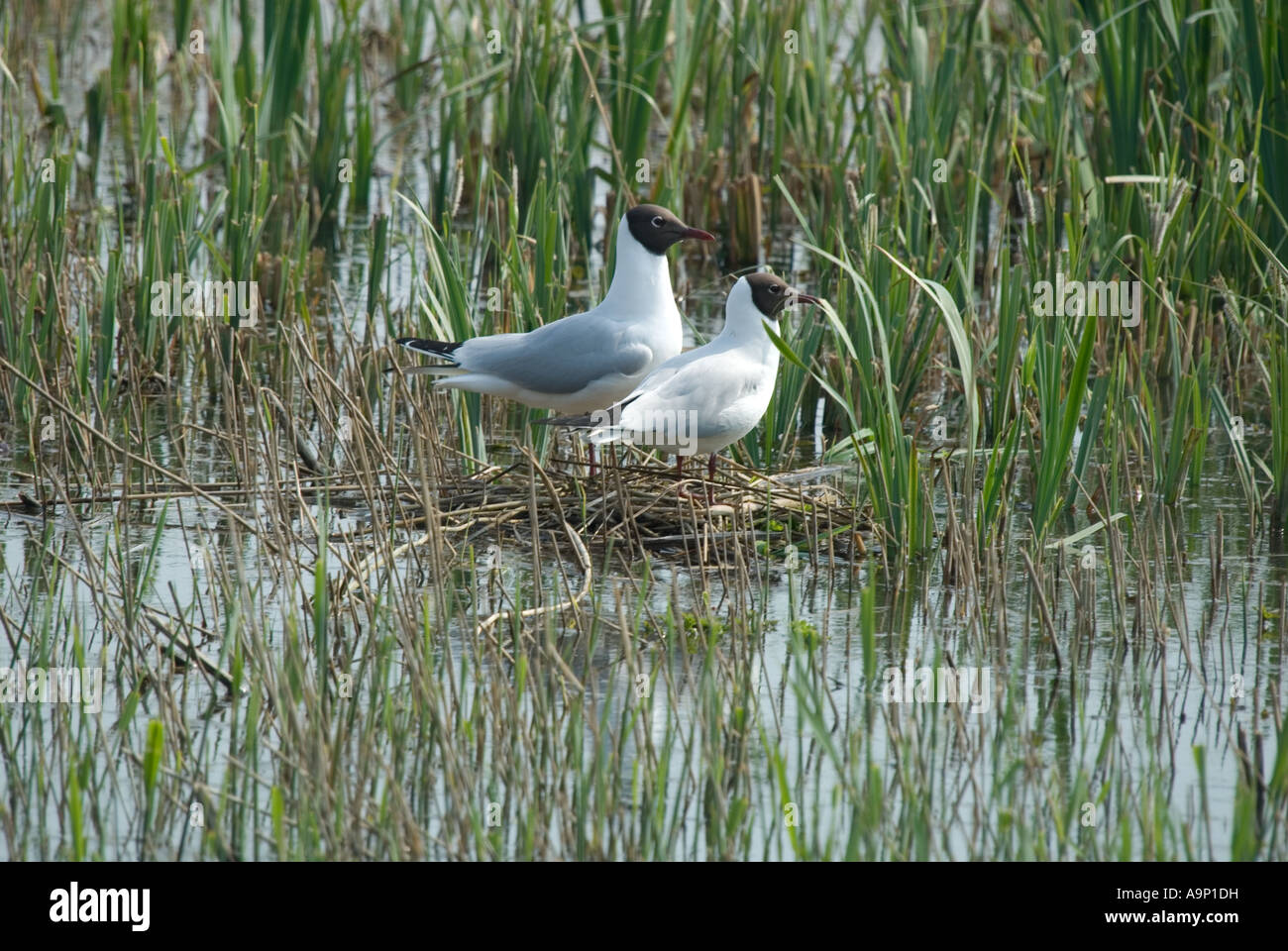 Black headed gulls nesting in wetlands Stock Photo - Alamy
