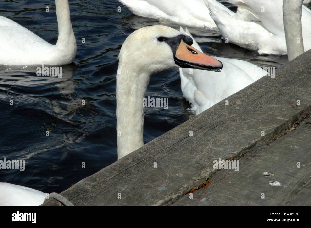 Swan eating bread Stock Photo - Alamy
