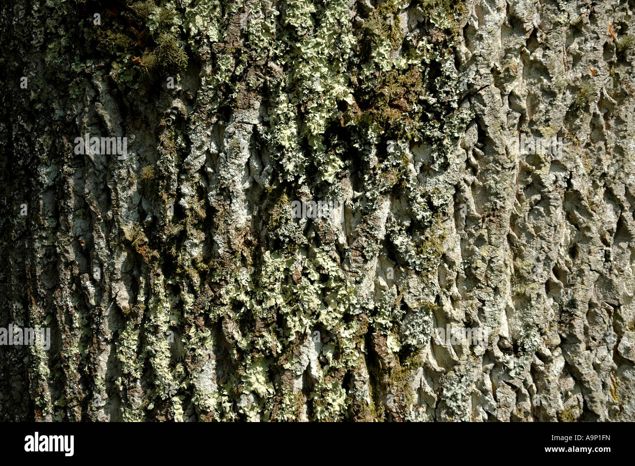 Old tree trunk Stock Photo - Alamy
