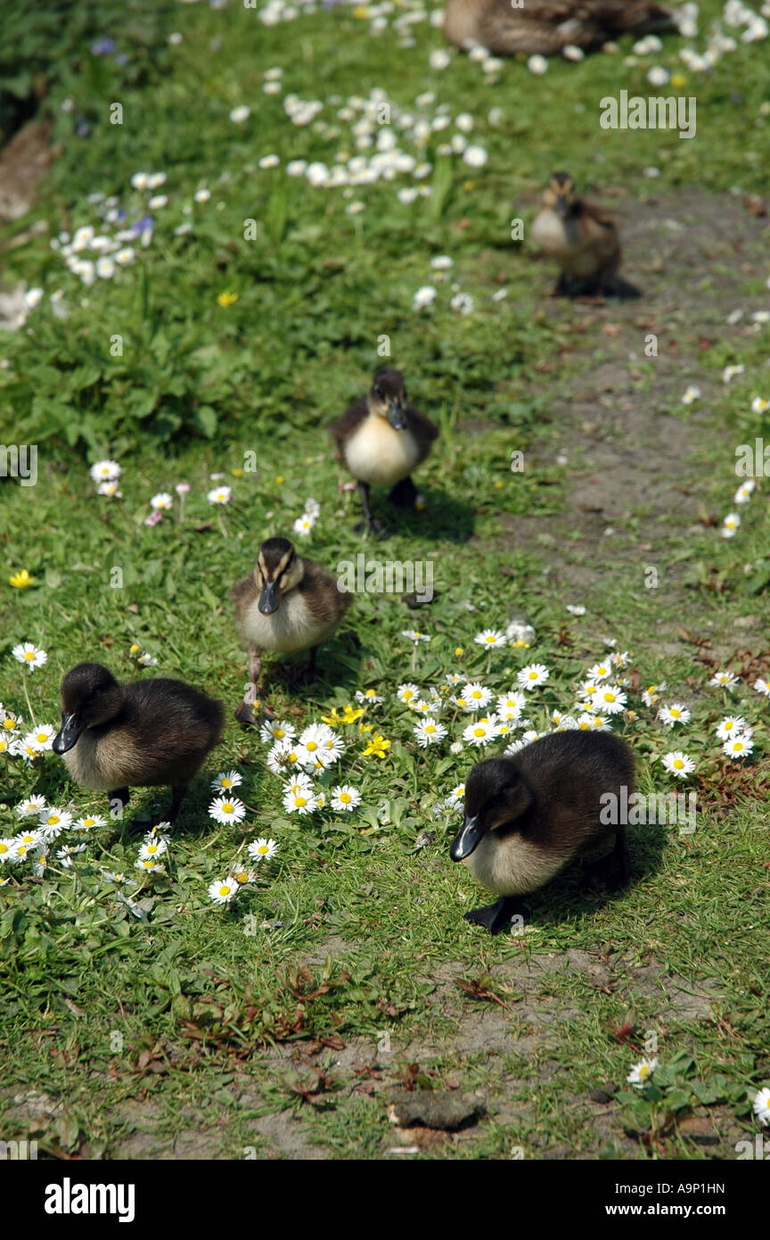 Ducklings walking 2 Stock Photo - Alamy