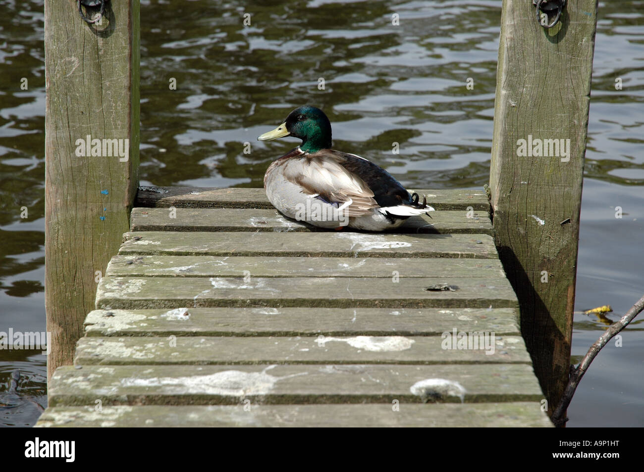 Duck on Pier Stock Photo - Alamy