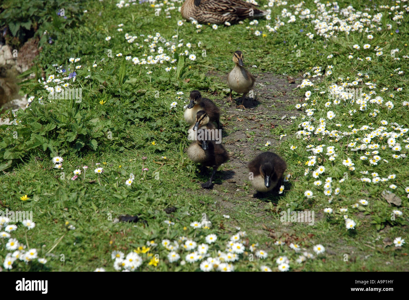 Ducklings walking hi-res stock photography and images - Alamy