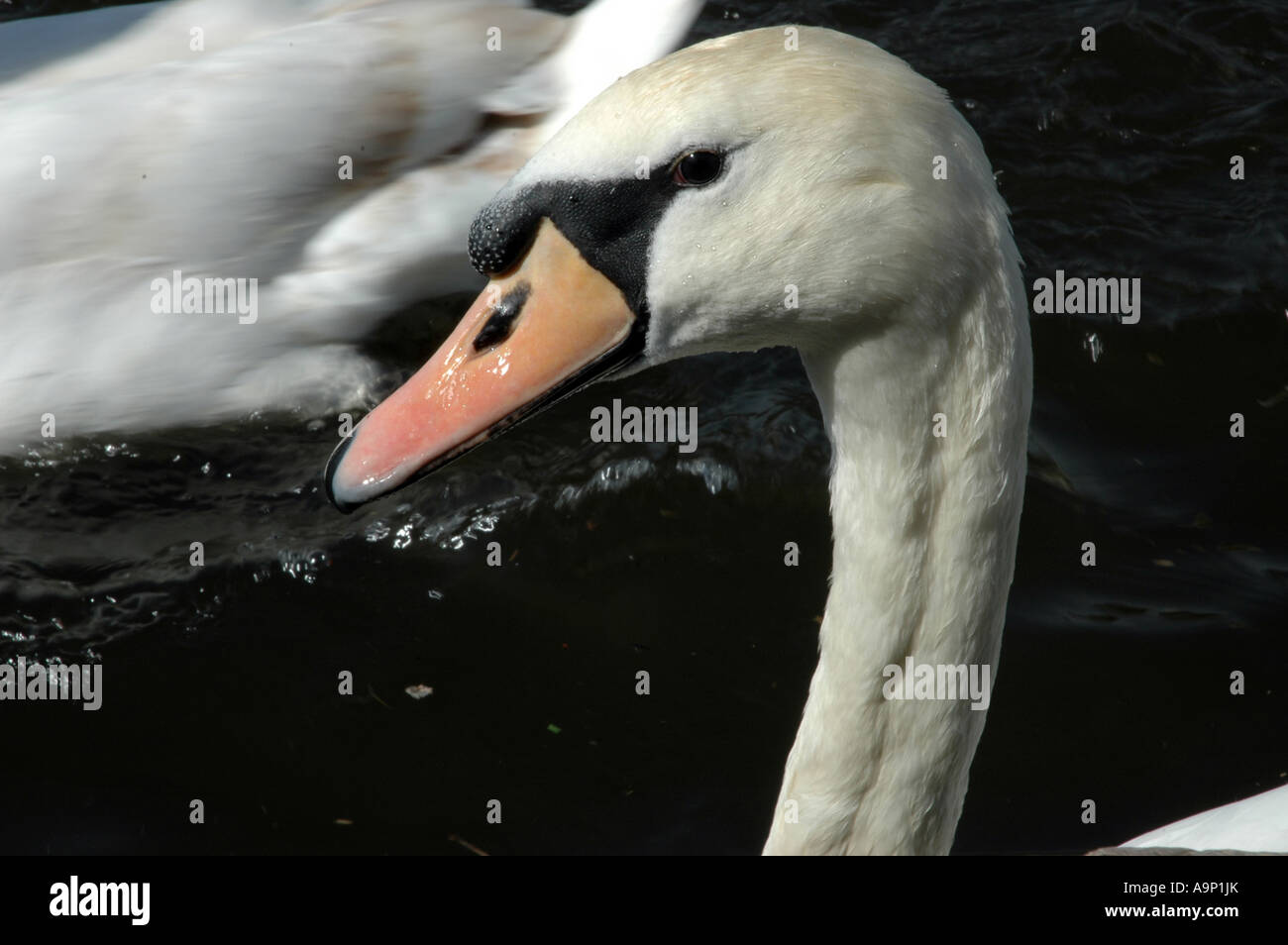Swan eye hi-res stock photography and images - Alamy