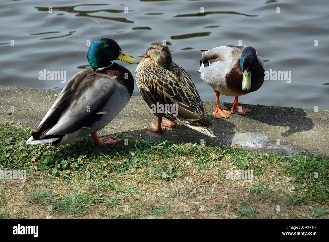 Male and female ducks hi-res stock photography and images - Alamy