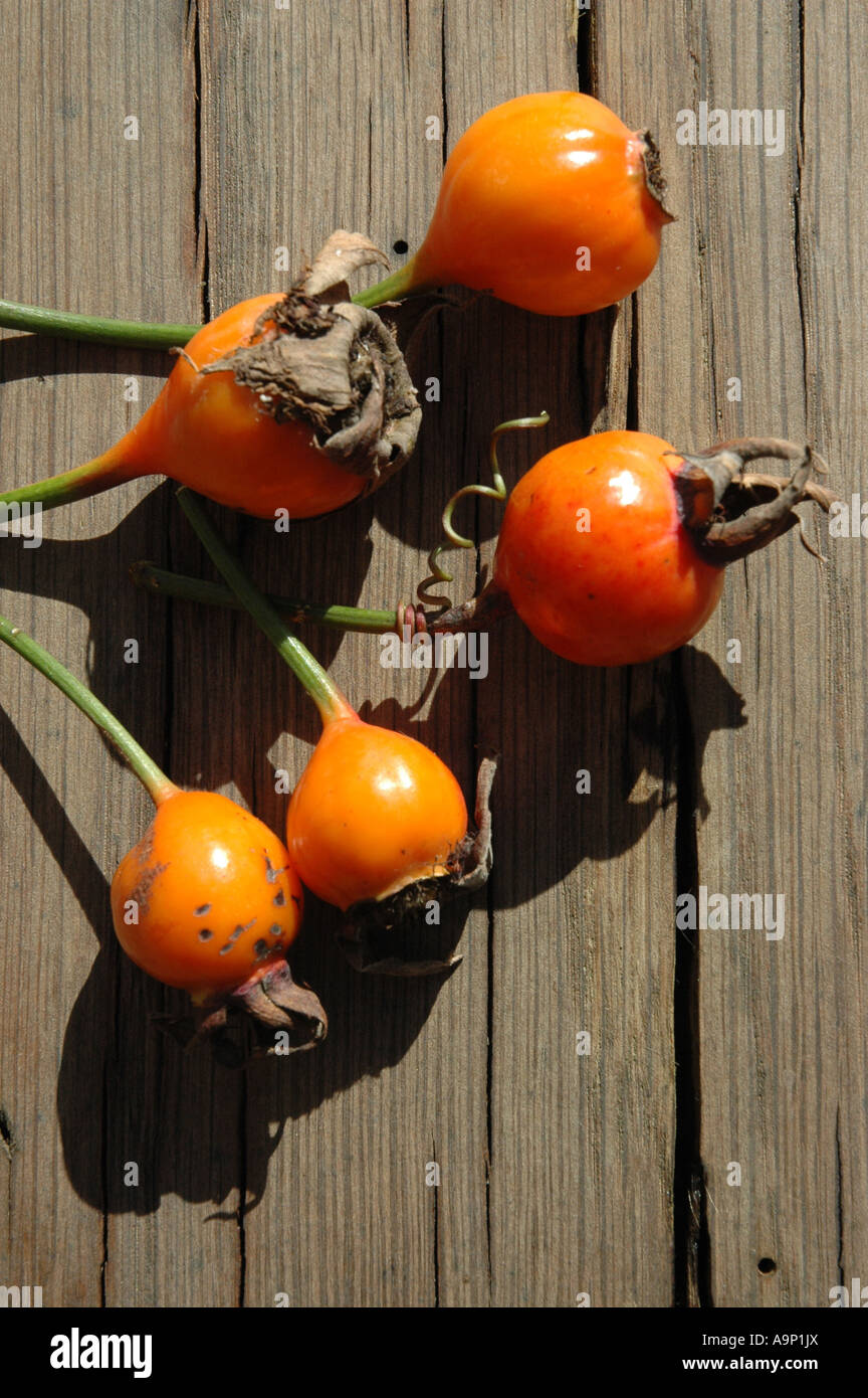 Rose hip stem hi-res stock photography and images - Alamy