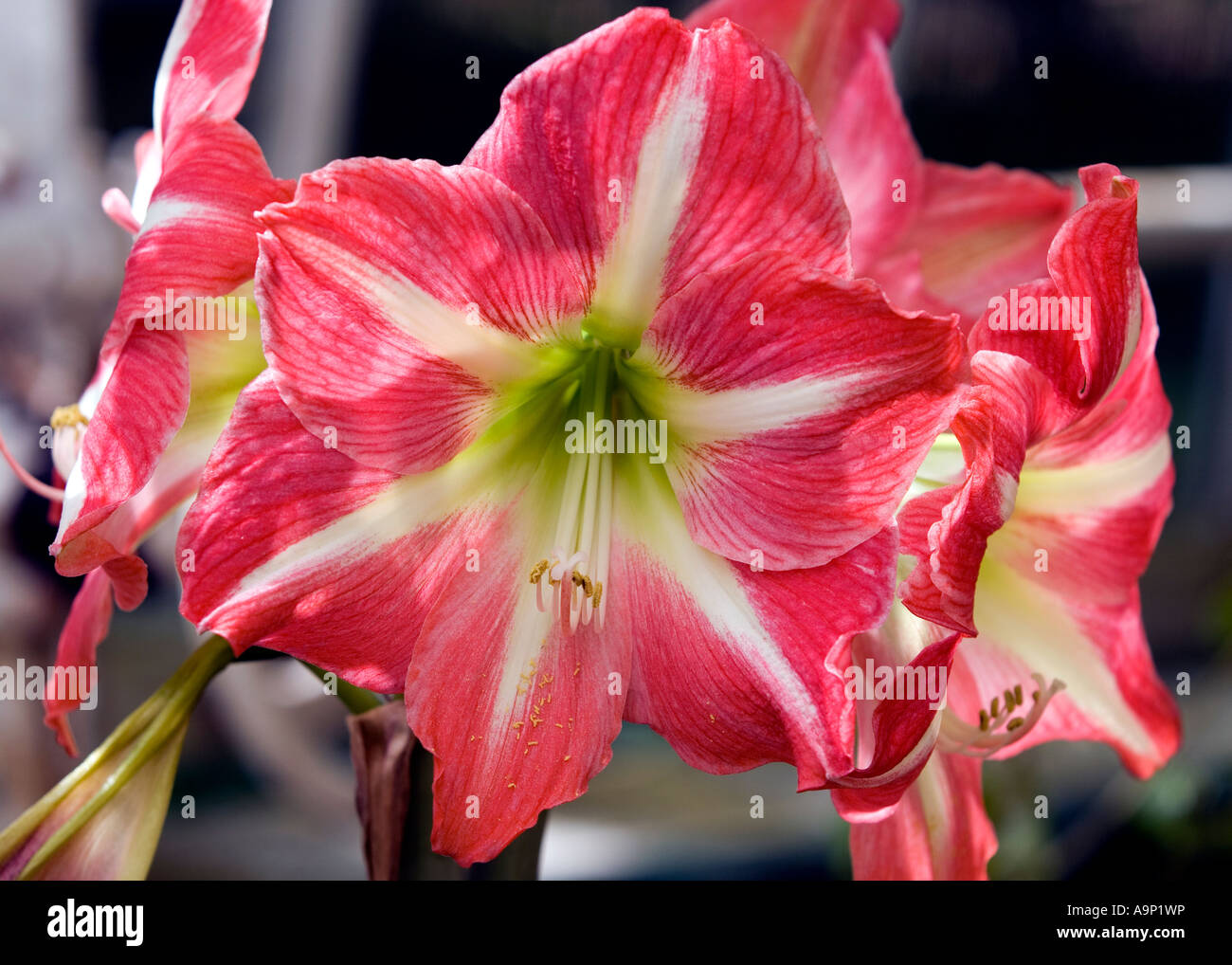 A beautiful red amaryllis flower Stock Photo - Alamy