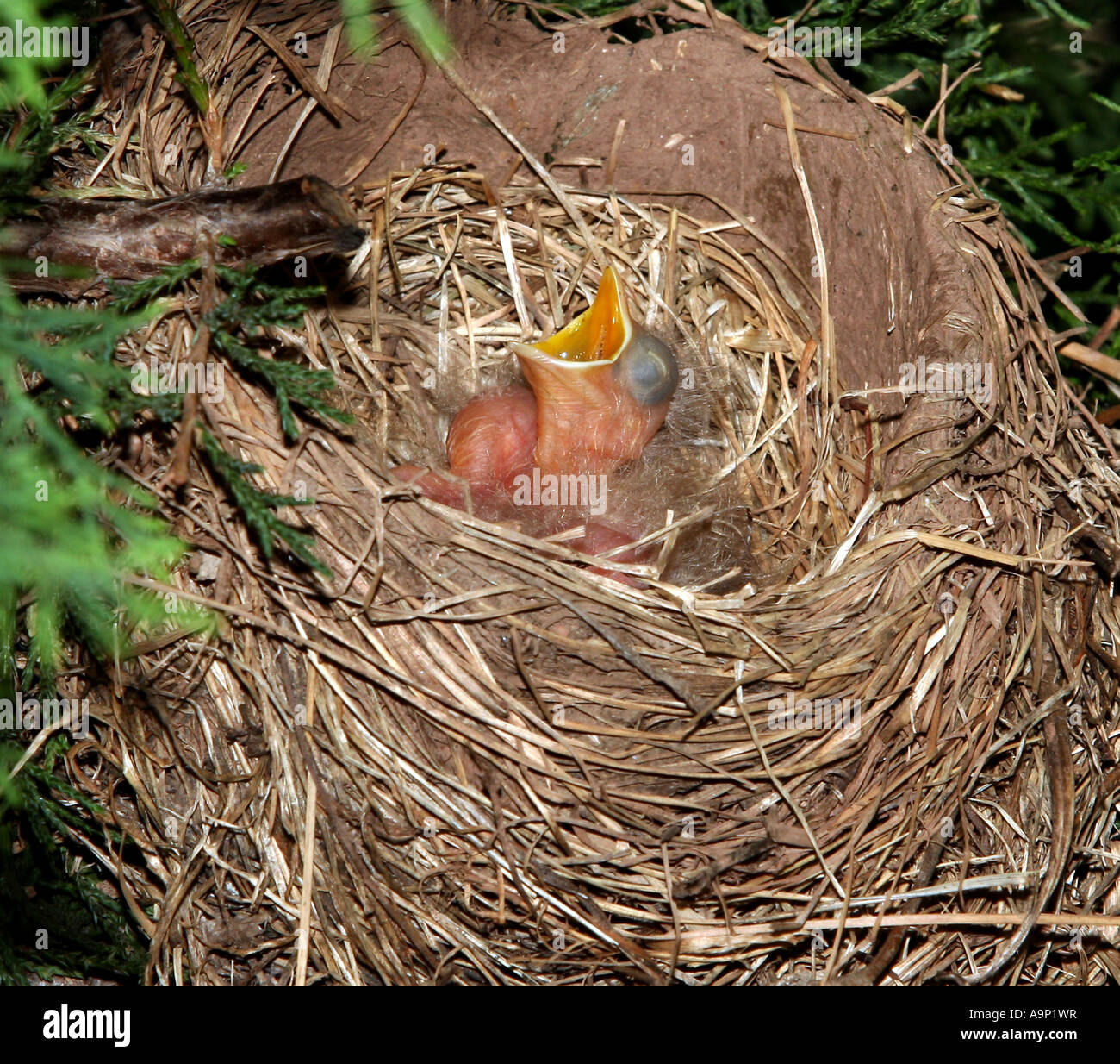 Newly hatched robin chicks in the nest Stock Photo - Alamy