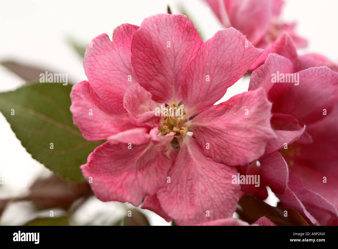 blossoms in bloom in Saskatchewan Stock Photo - Alamy