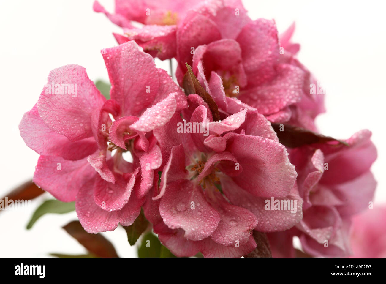 blossoms in bloom in Saskatchewan Stock Photo - Alamy