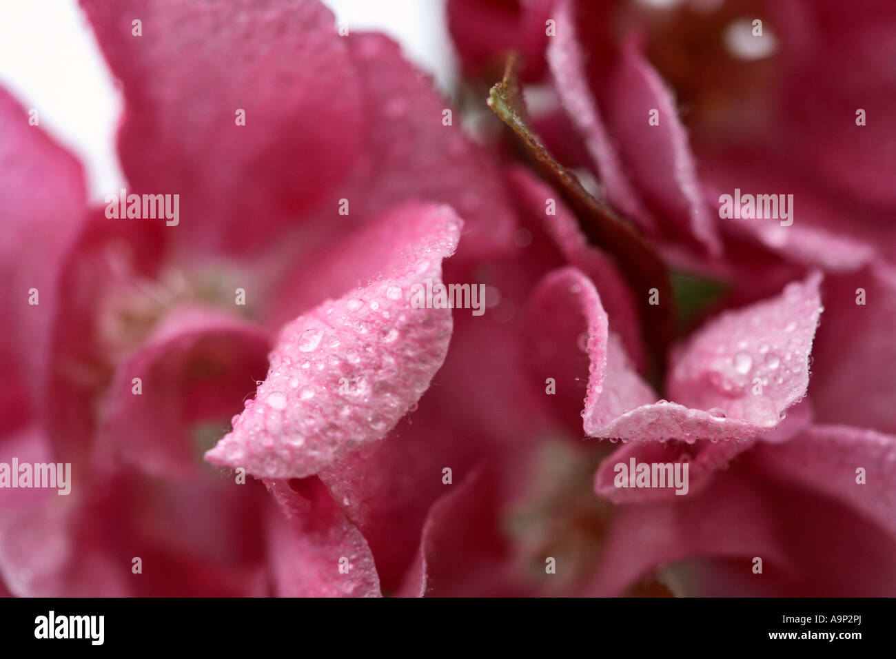 blossoms in bloom in Saskatchewan Stock Photo - Alamy