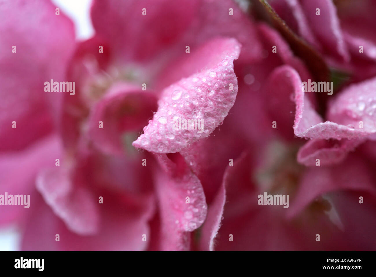 blossoms in bloom in Saskatchewan Stock Photo - Alamy