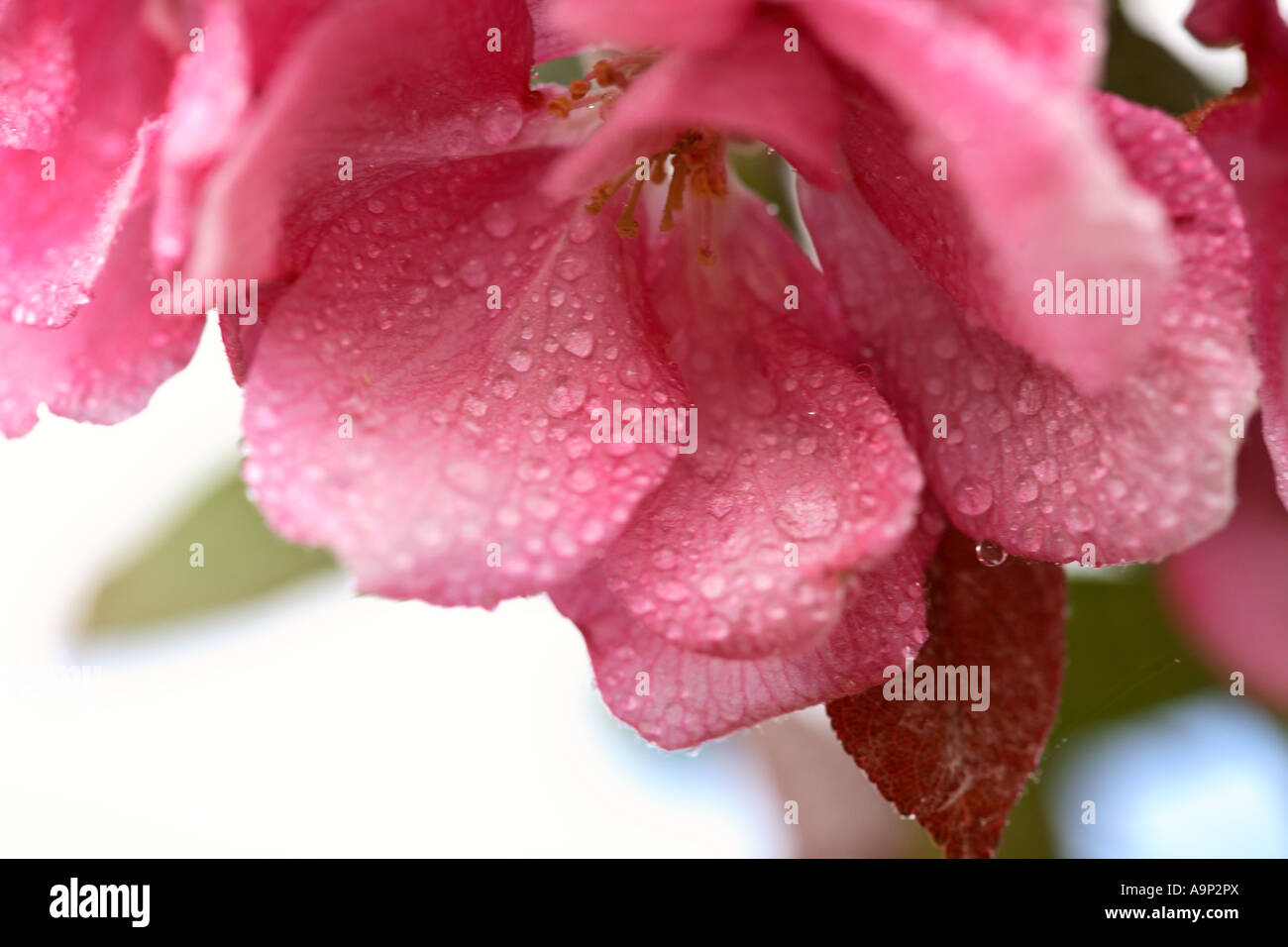 blossoms in bloom in Saskatchewan Stock Photo - Alamy
