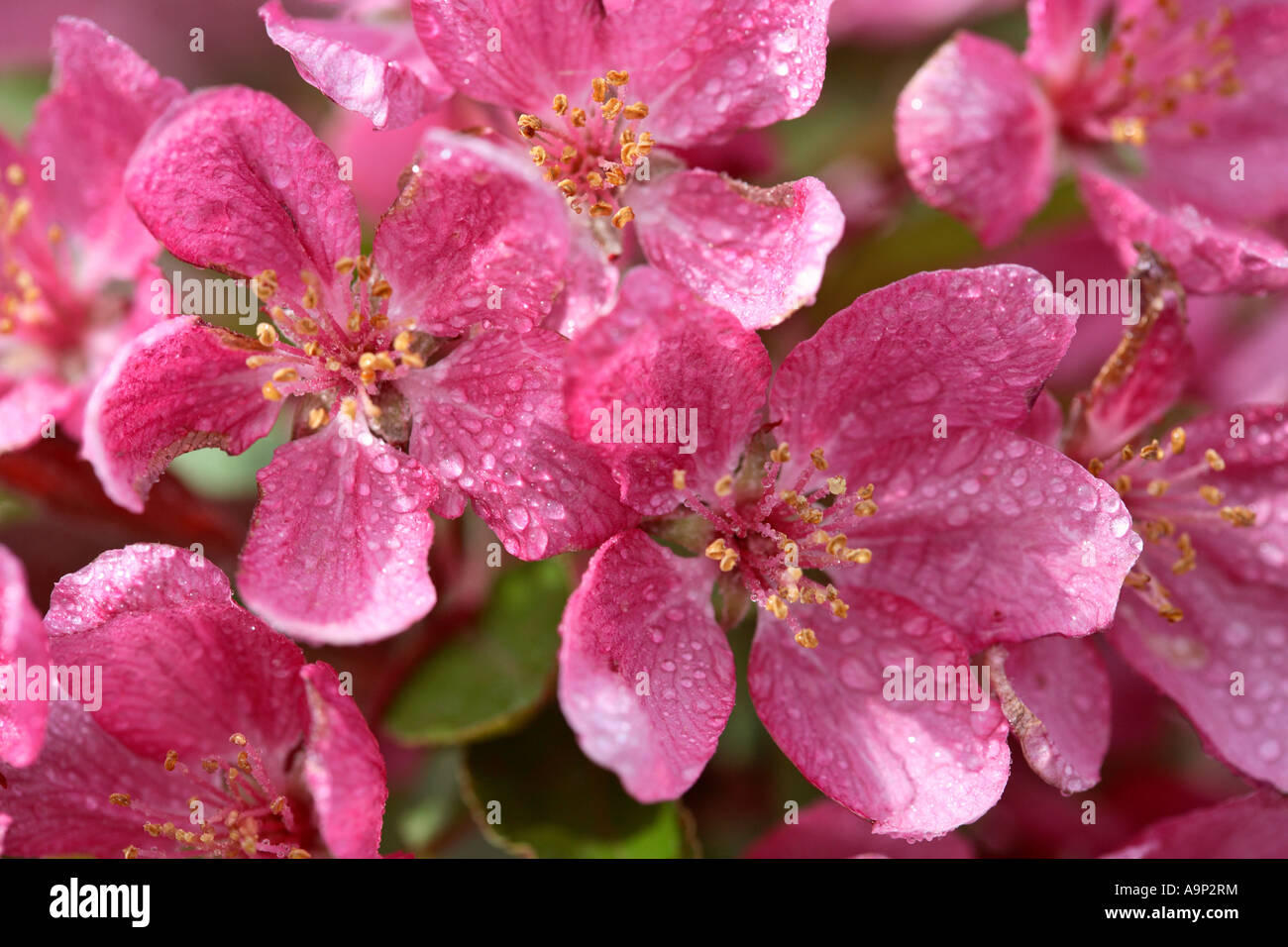 blossoms in bloom in Saskatchewan Stock Photo - Alamy