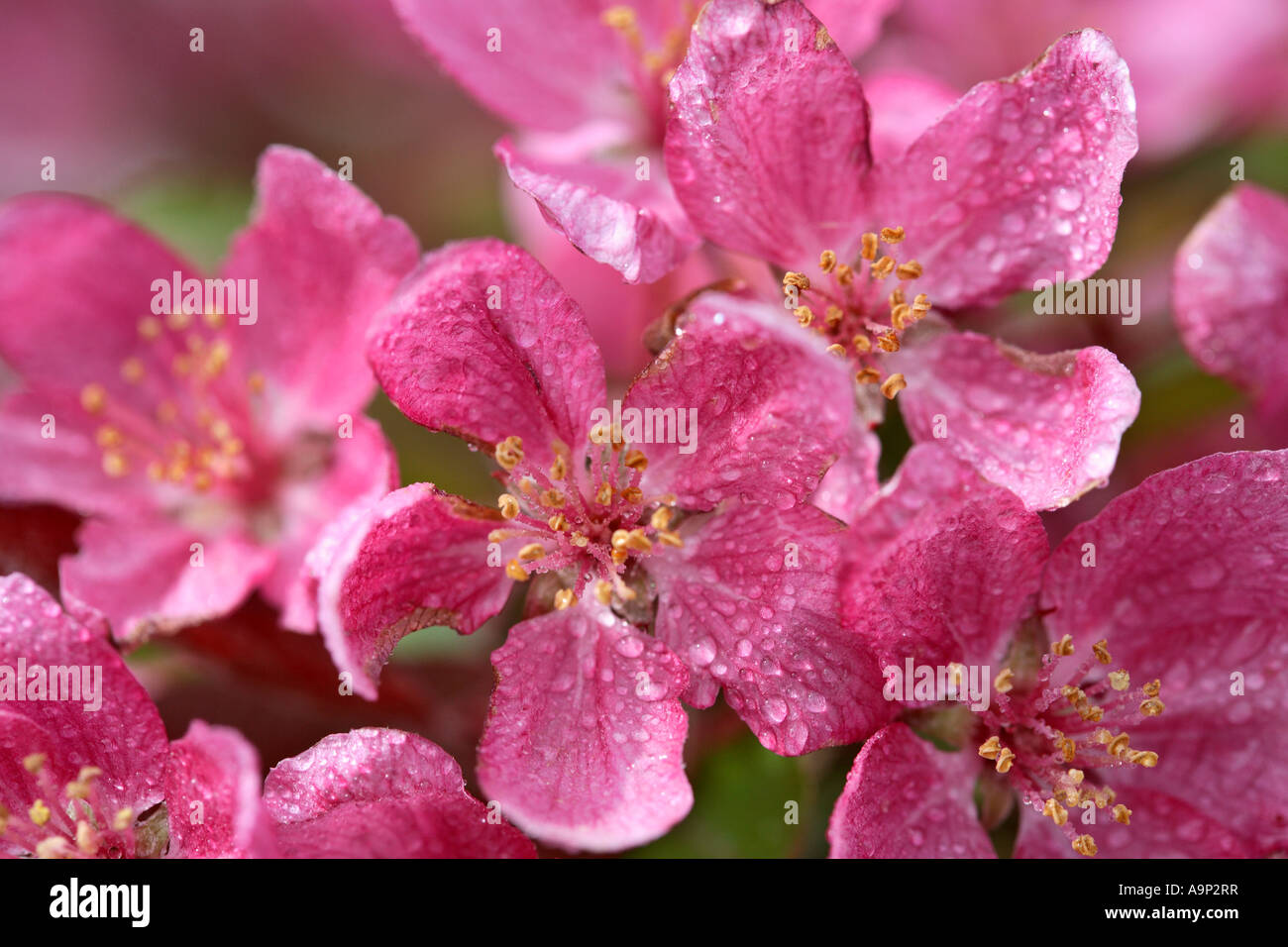 blossoms in bloom in Saskatchewan Stock Photo - Alamy