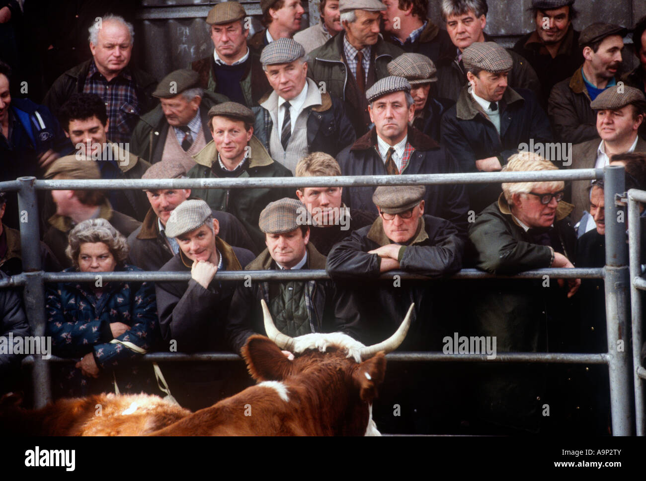 Farmers Cattle Sale Ring Brecon Livestock Market Stock Photo - Alamy