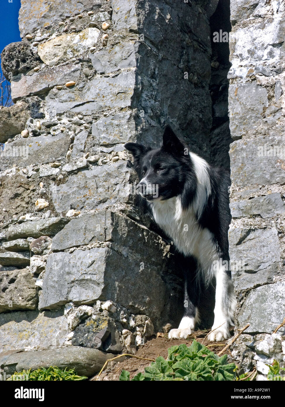 Canine kingdom hi-res stock photography and images - Alamy