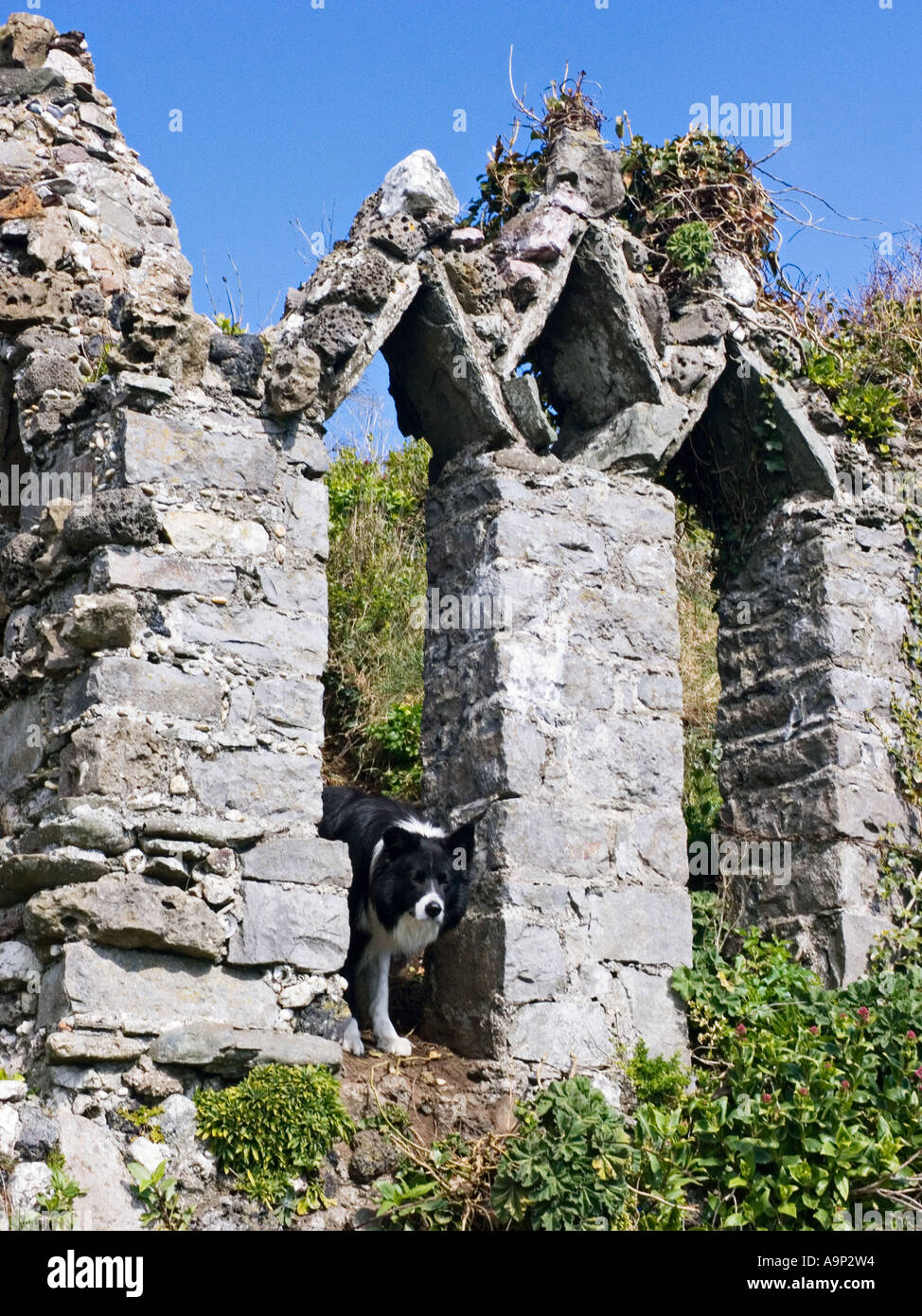 Canine kingdom hi-res stock photography and images - Alamy