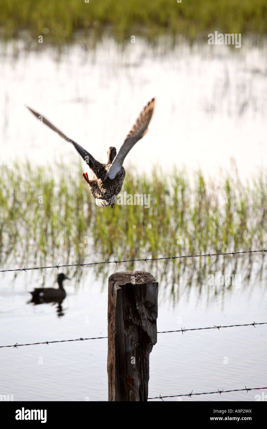 Duck taking flight from fence post in Saskatchewan Stock Photo - Alamy
