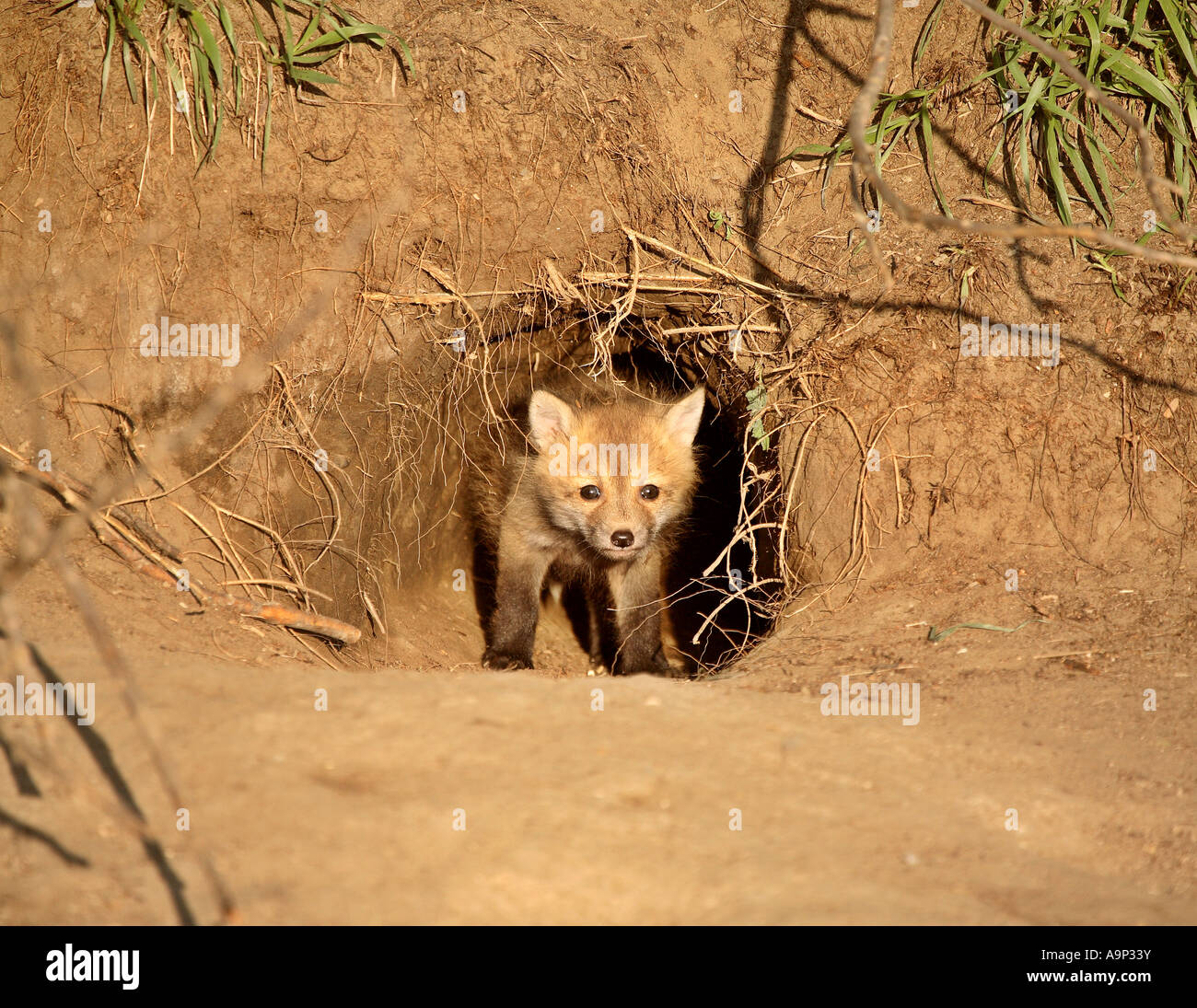 Red Fox kit at den entrance in Saskatchewan Stock Photo - Alamy