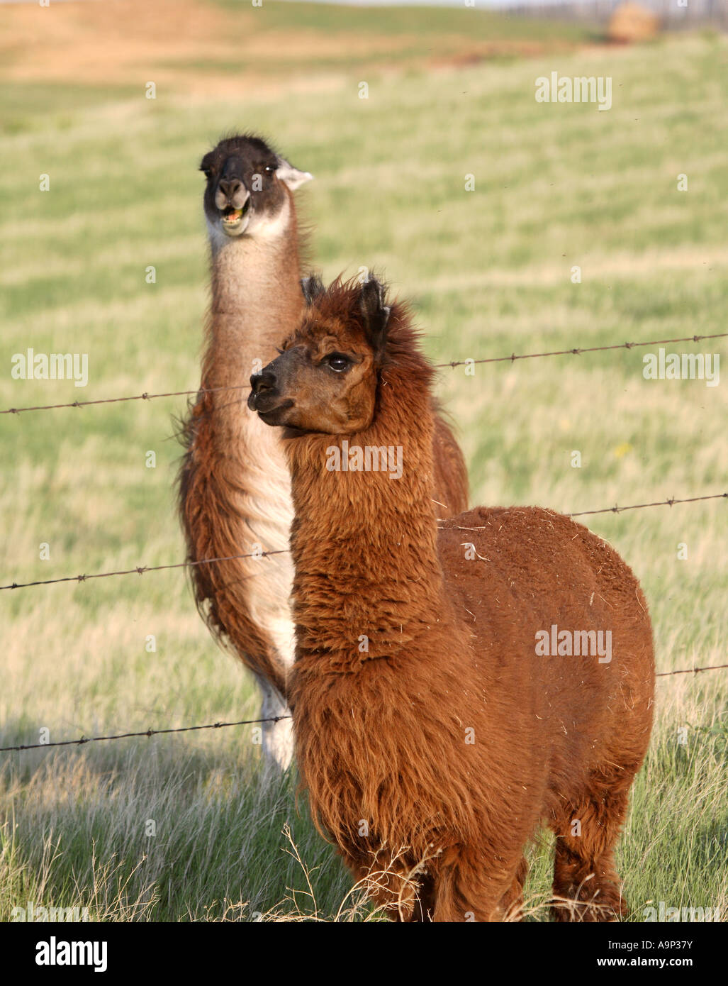 Mad Llama