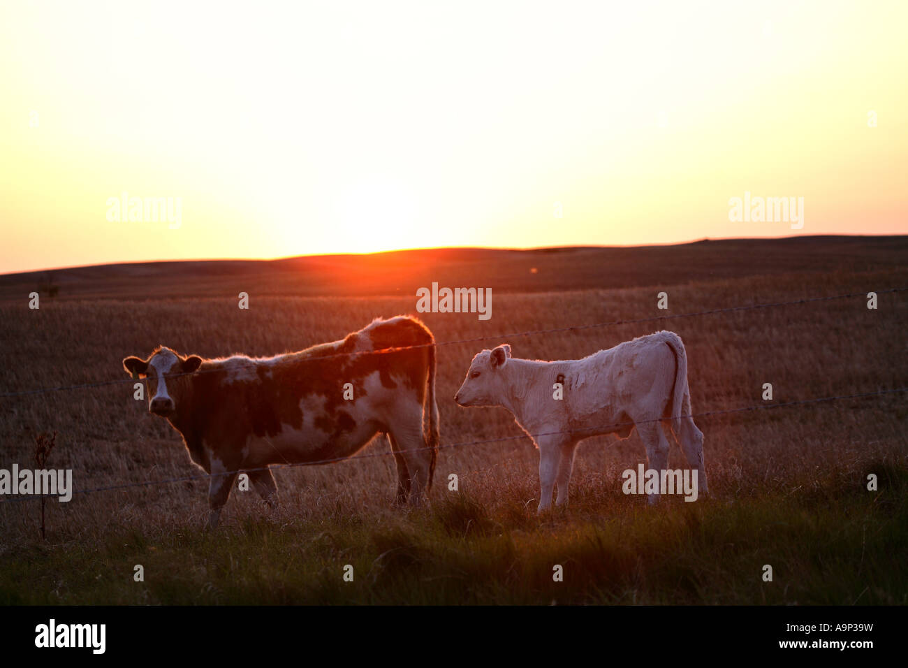 Sun setting behind a cow and calf in Saskatchewan Stock Photo - Alamy