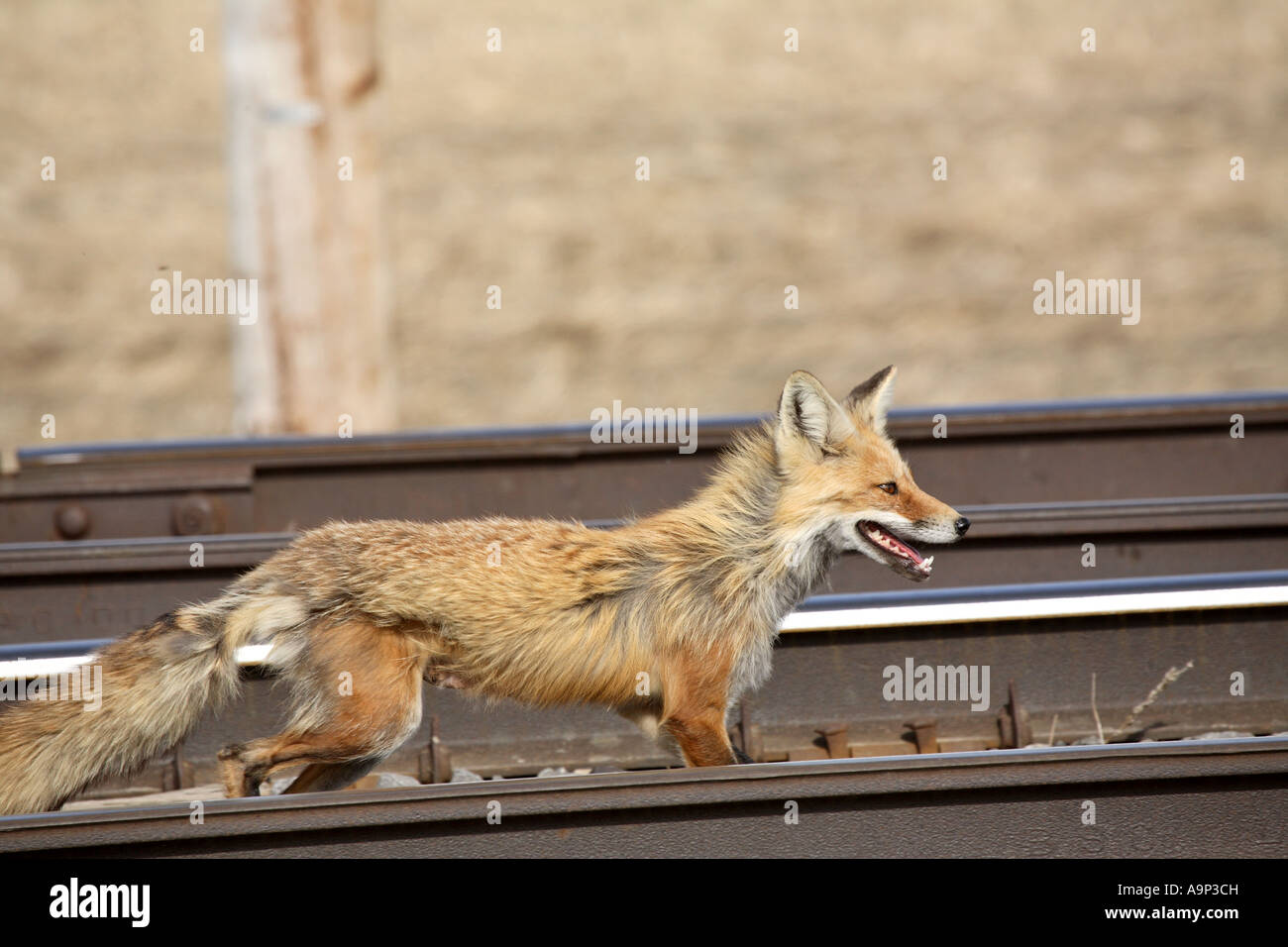 Red fox tracks hi-res stock photography and images - Alamy