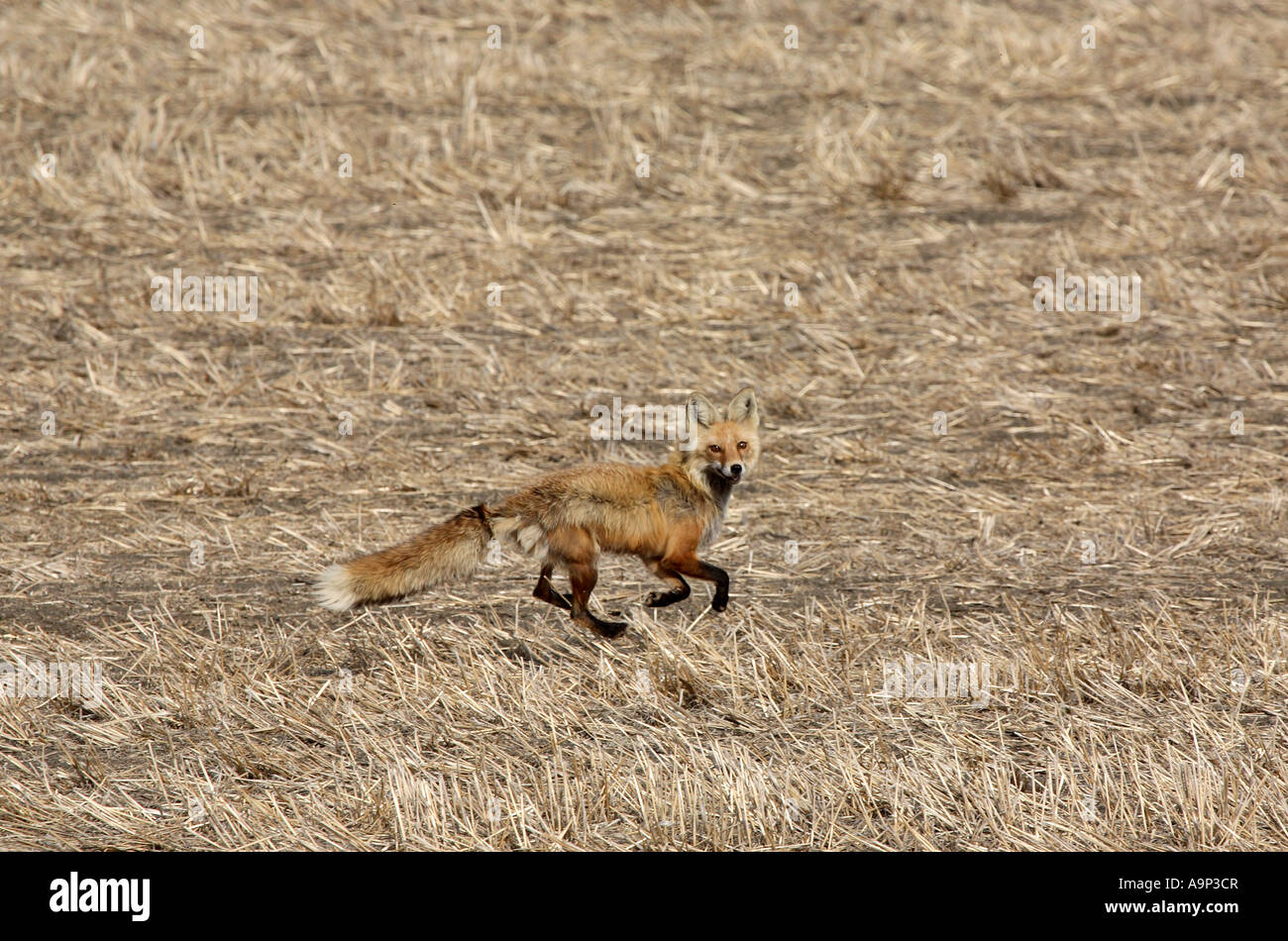 Red fox running in hi-res stock photography and images - Alamy