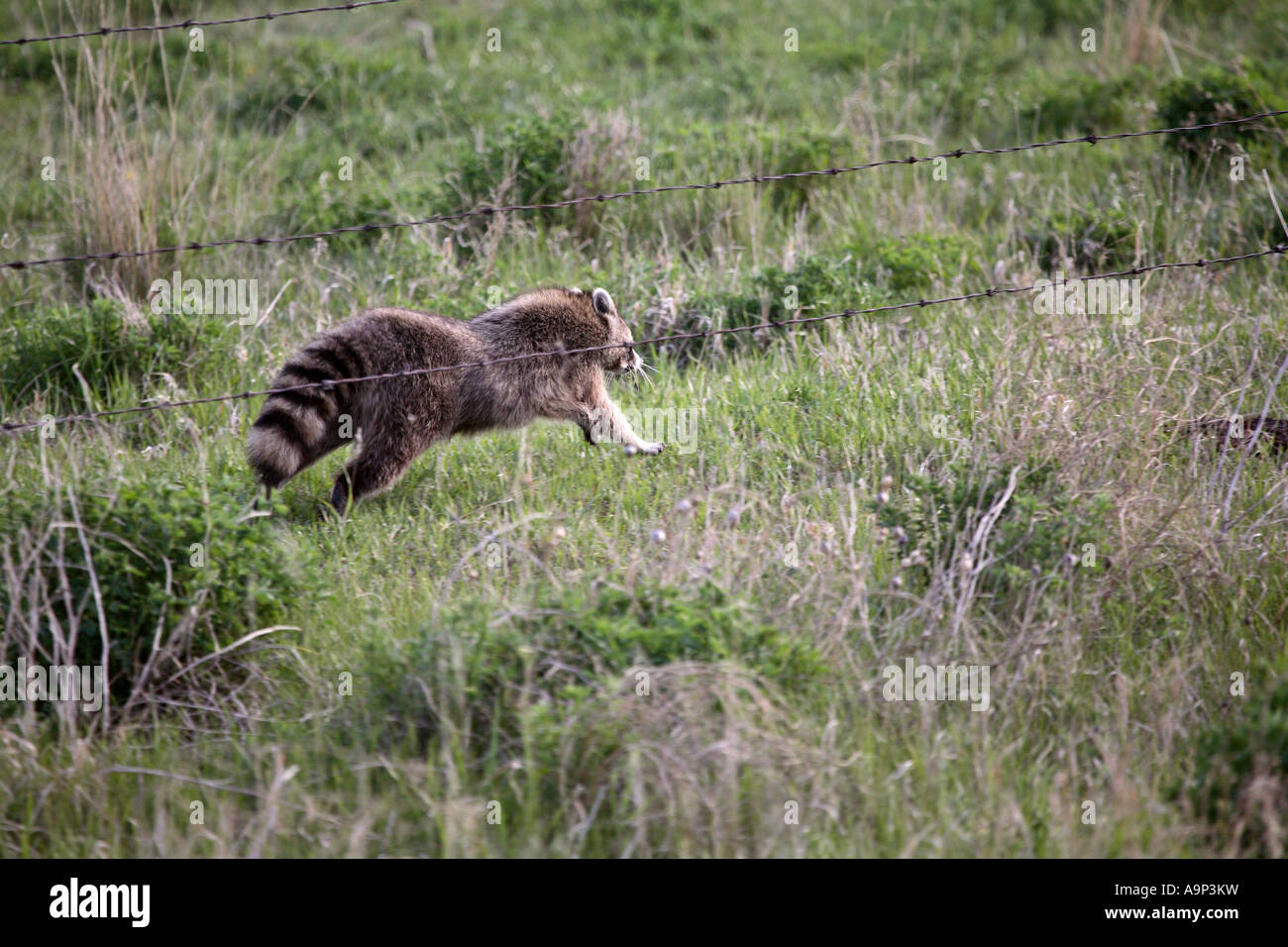 Scurrying raccoon in Saskatchewan Stock Photo - Alamy