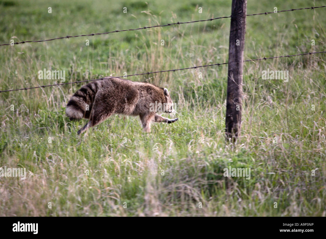 Scurrying raccoon in Saskatchewan Stock Photo - Alamy