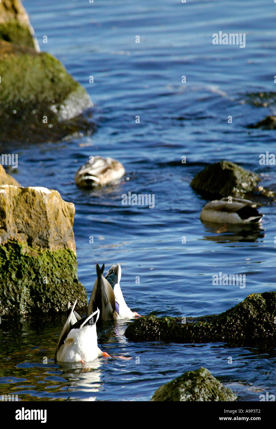 Ducks diving near rocks in water Stock Photo - Alamy