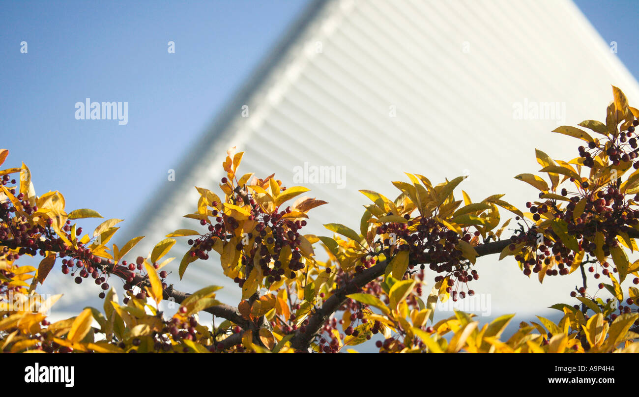 Fall foliage with Calatrava wing of Milwaukee Art Museum in background ...