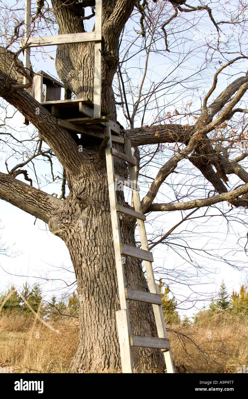 Tree with wooden ladder Stock Photo - Alamy