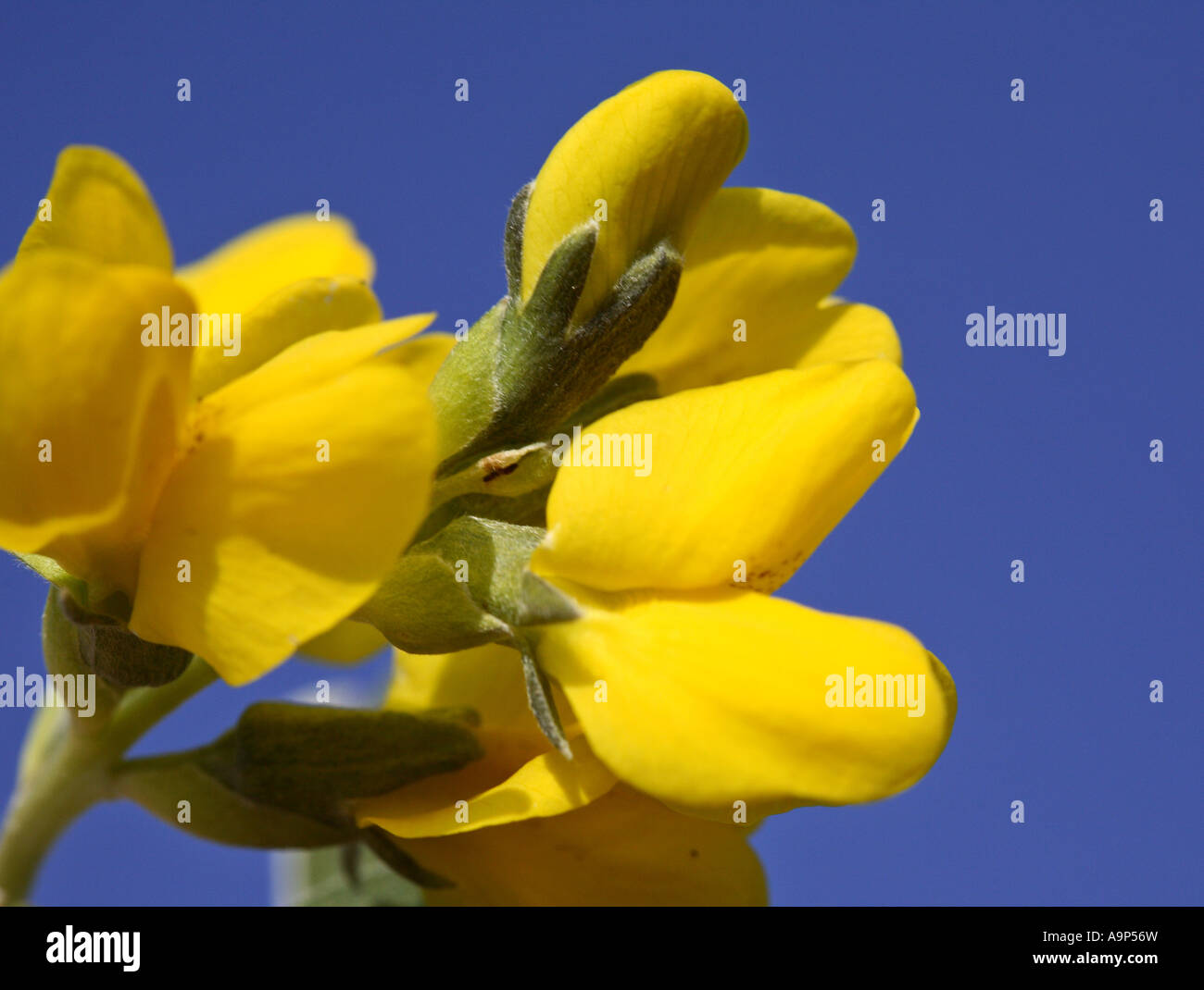 yellow wildflowers in Saskatchewan Stock Photo - Alamy