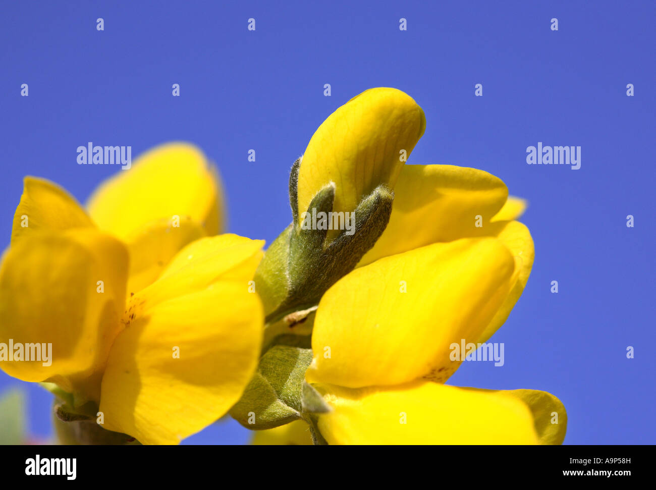 yellow wildflowers in Saskatchewan Stock Photo - Alamy