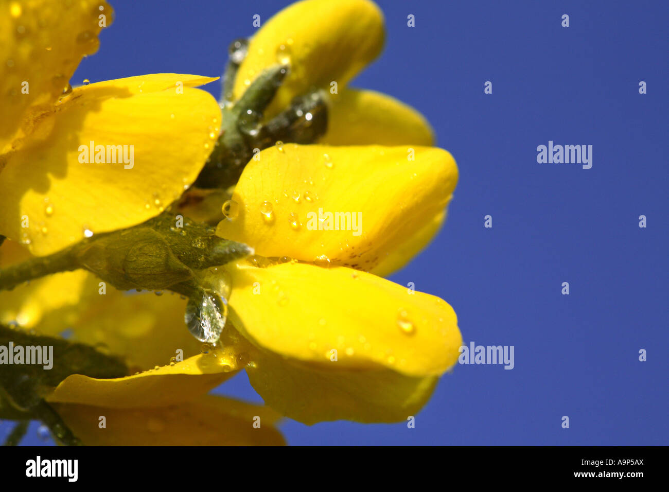 yellow wildflowers in Saskatchewan Stock Photo - Alamy