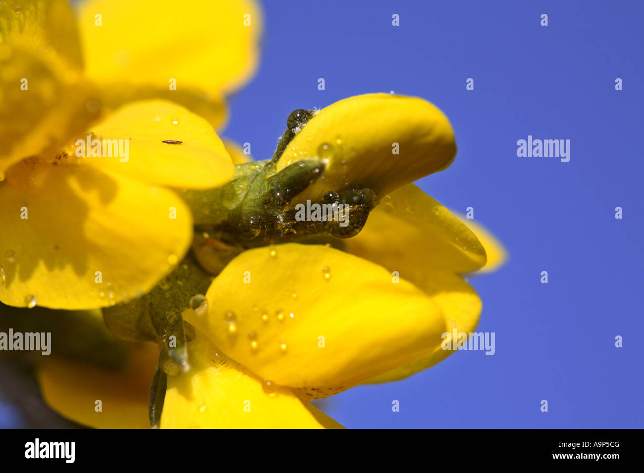 yellow wildflowers in Saskatchewan Stock Photo - Alamy