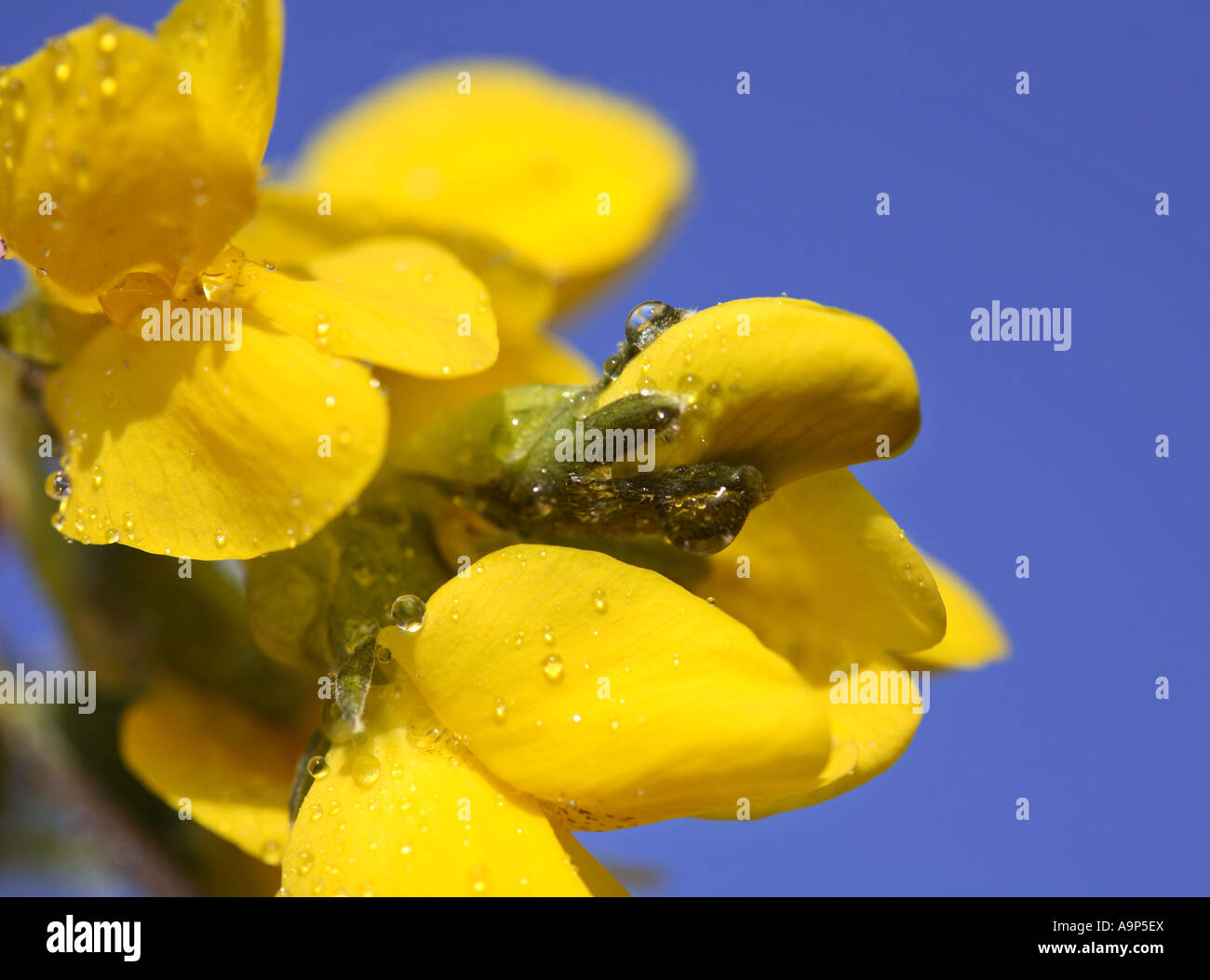 yellow wildflowers in Saskatchewan Stock Photo - Alamy