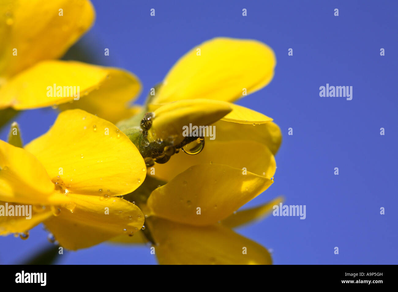 yellow wildflowers in Saskatchewan Stock Photo - Alamy