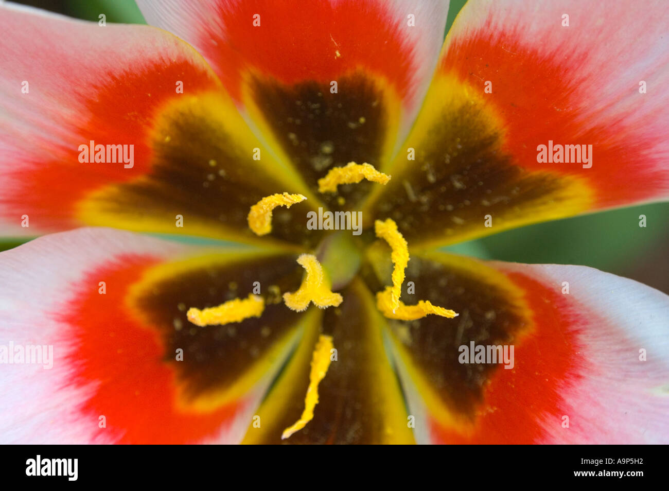 Spring in London Stock Photo - Alamy