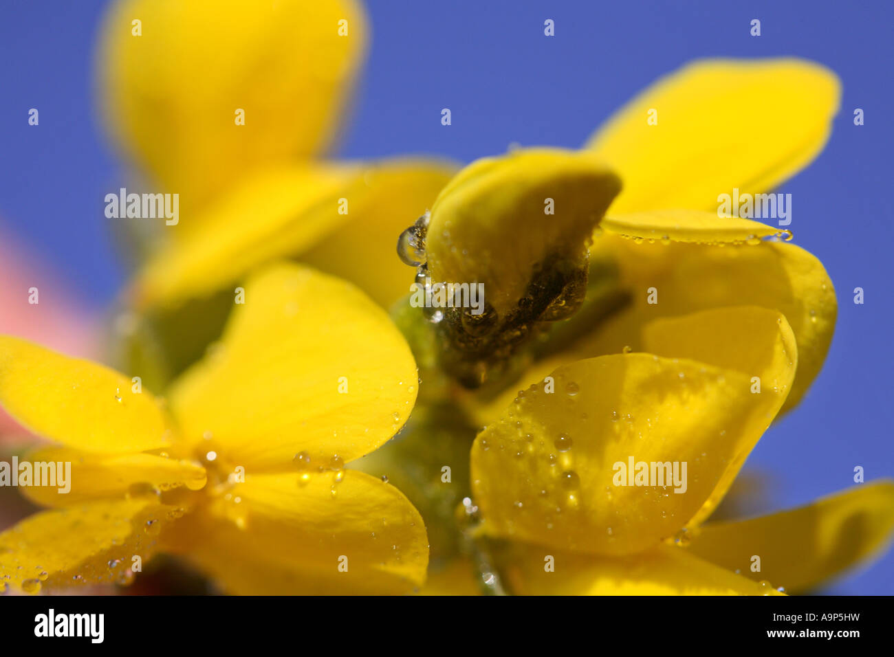 yellow wildflowers in Saskatchewan Stock Photo - Alamy