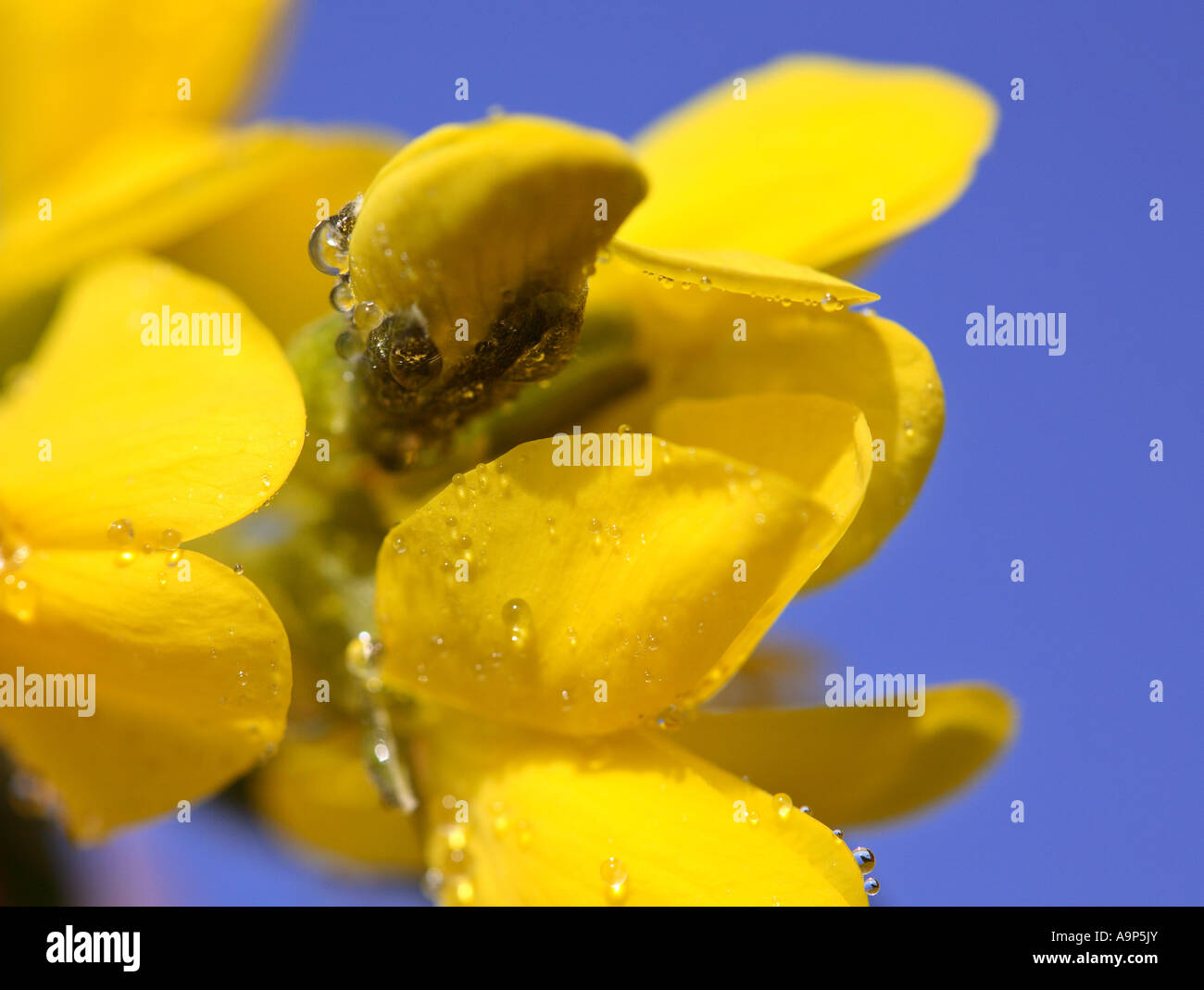 yellow wildflowers in Saskatchewan Stock Photo - Alamy