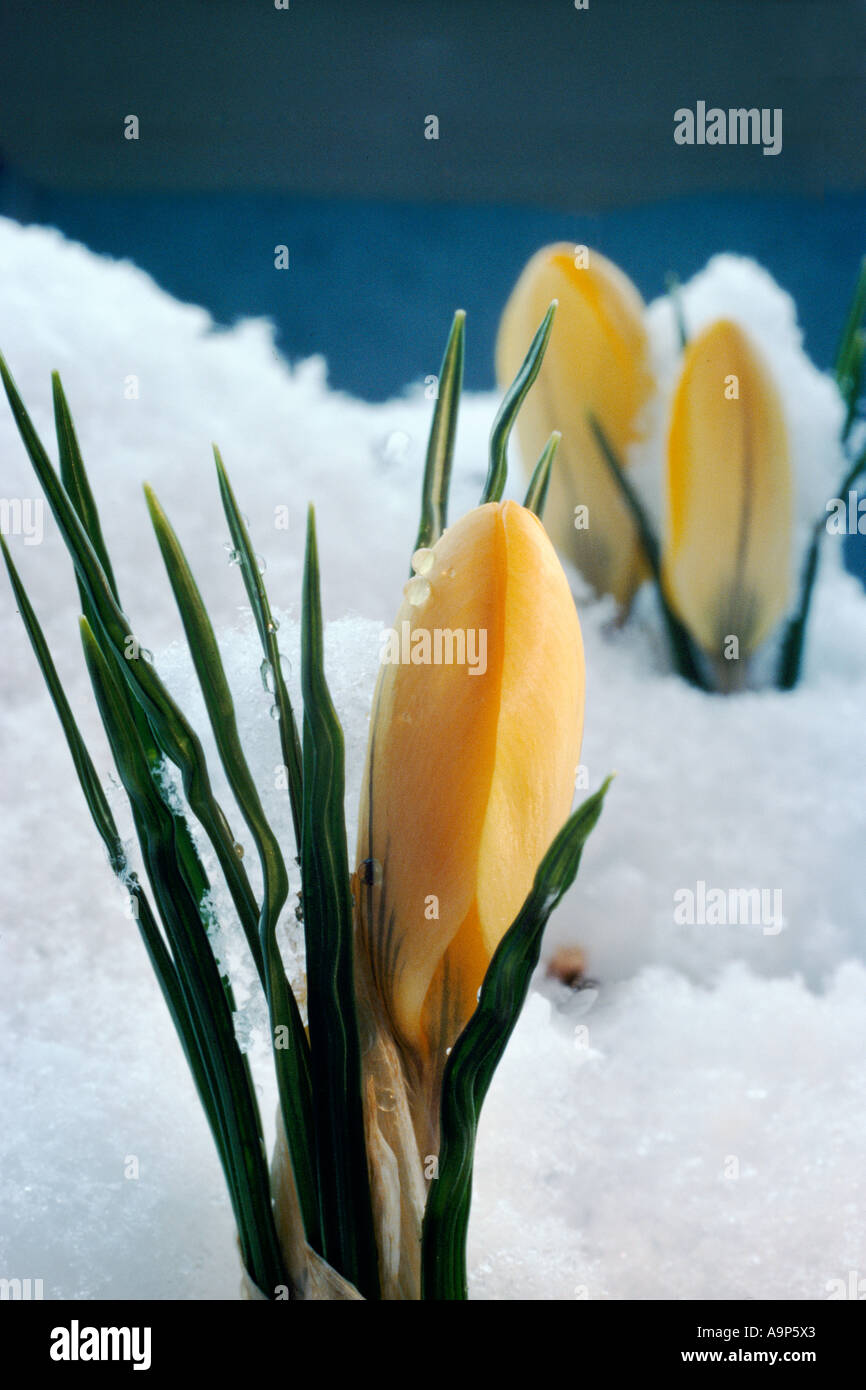 Cold hardy crocus hi-res stock photography and images - Alamy