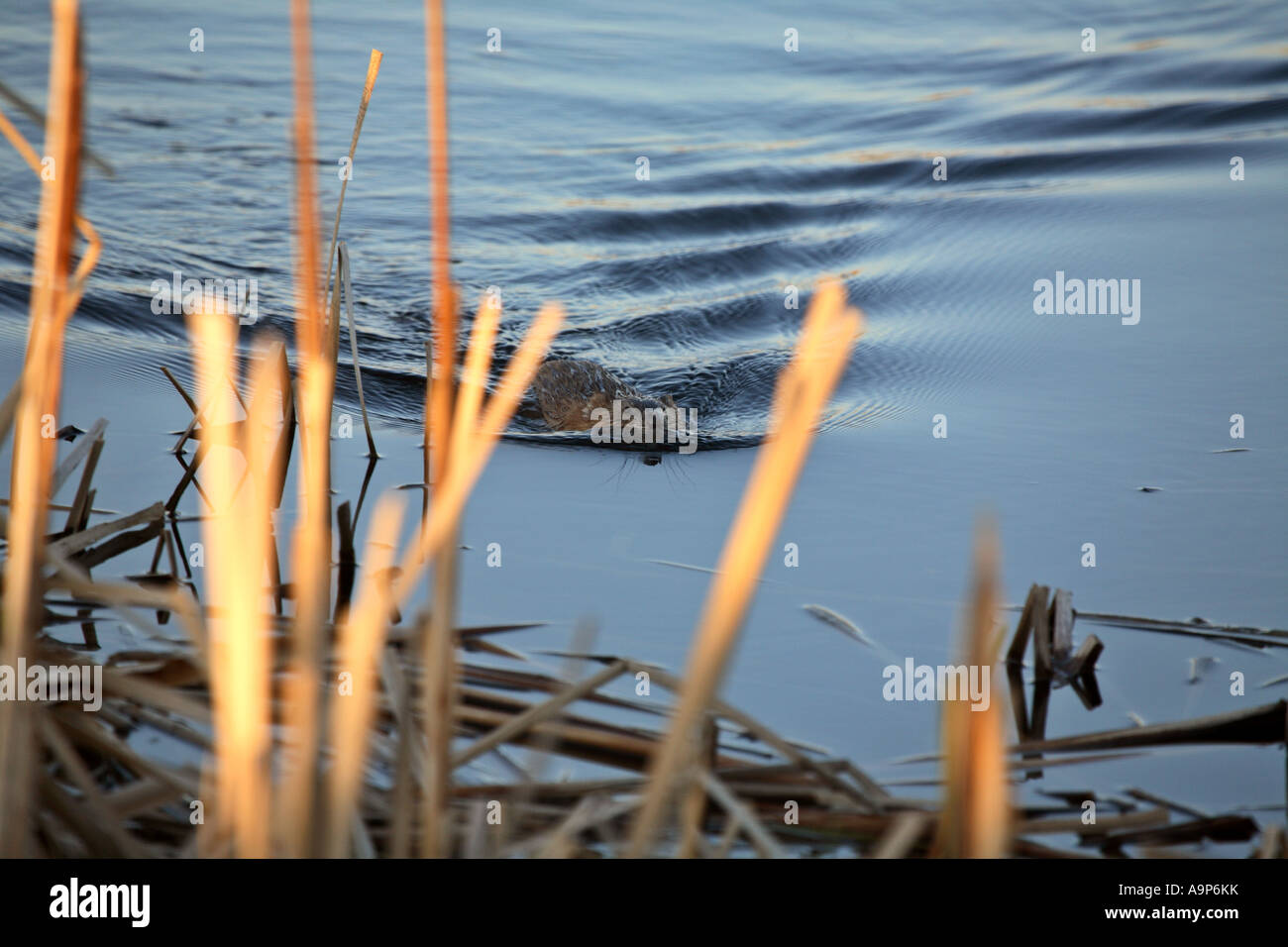 Muskrat habitat photo hi-res stock photography and images - Alamy