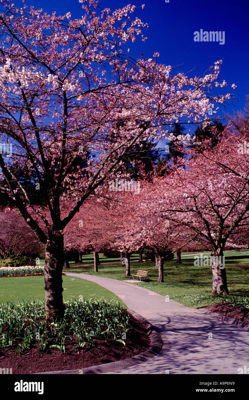 Japanese Cherry Trees in Bloom in Spring Vancouver British Columbia ...