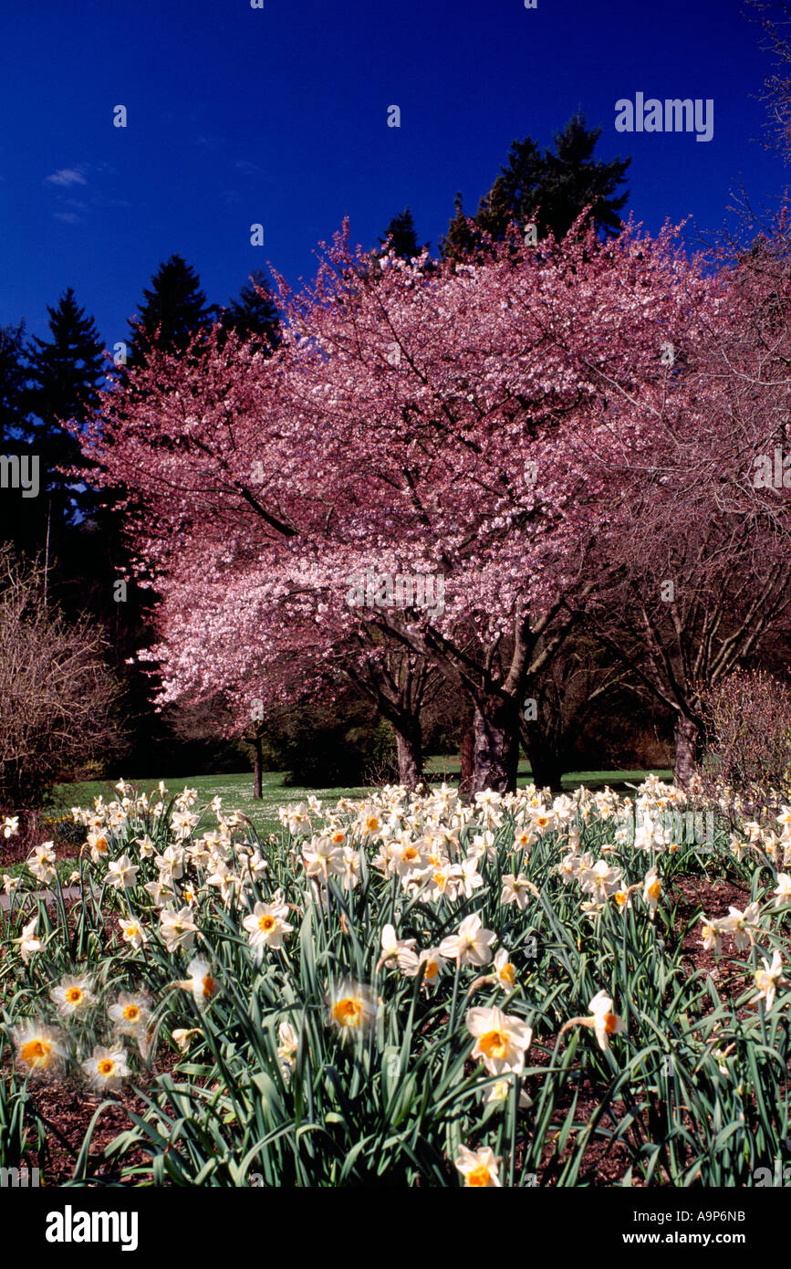 Stanley Park, Vancouver, BC, British Columbia, Canada - Cherry Blossoms ...