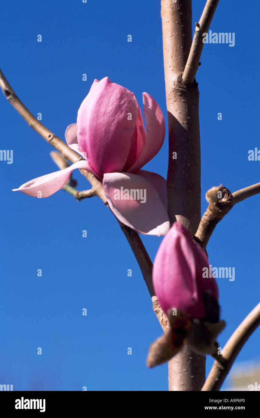 Canadian Magnolia Tree High Resolution Stock Photography and Images - Alamy